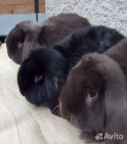 Подрощенные а также слученные самки 19мясных пород