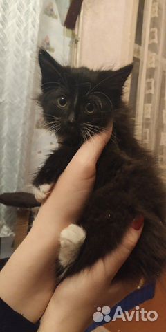 Жгучая француженка Бриошь