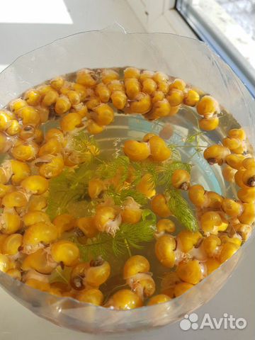 Улитки ампулярии