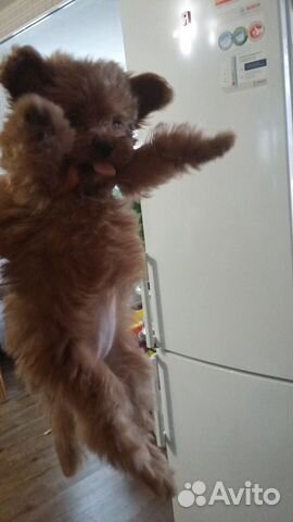 Щенок кокапу