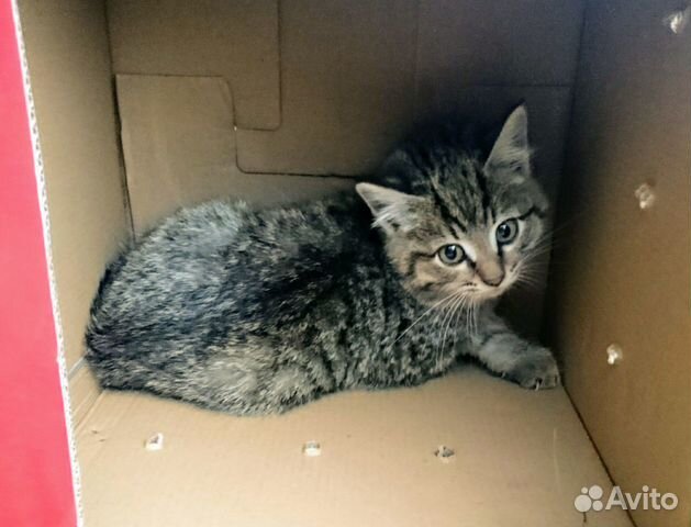 Отдам котёнка в добрые руки + оплачу прививки