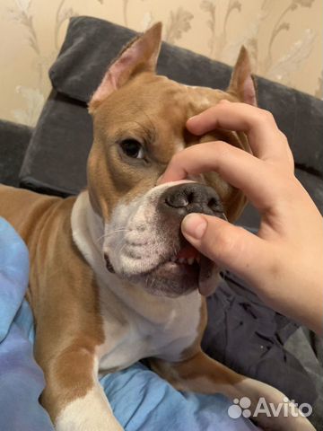 Амстаф в добрые руки