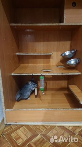 Шиншилы