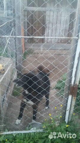 Продам лайку рел рабочую с родословной