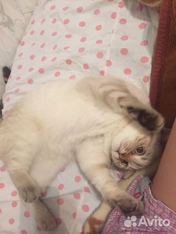 Породистая Кошечка