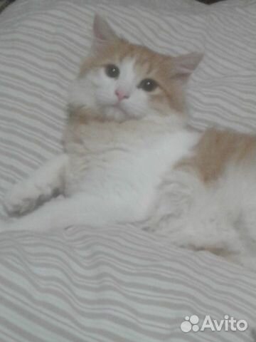 Домашние котята ухоженные мальчики