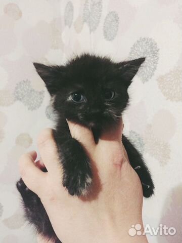 Котёнок бомбейки в добрые руки