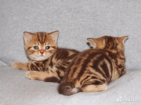 Шоколадные мраморные котята
