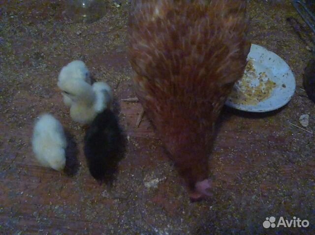 Цыплята и молодки