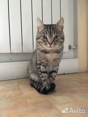 Найден и отдается годовалый котик