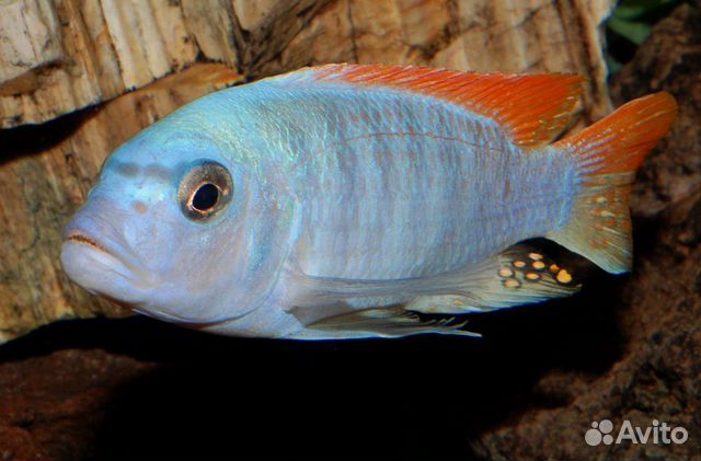 Мальки цихлид зебра