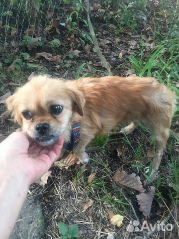 Крошка Пряня ищет семью