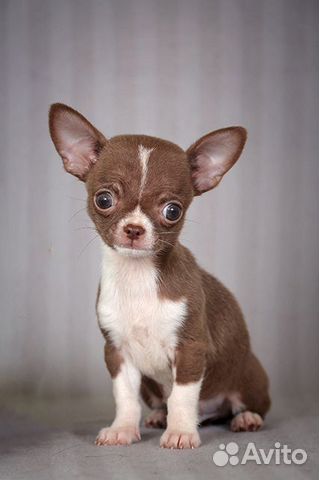 Мини чихуахуа щенки