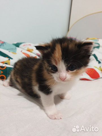 Немного вислоухая кошечка