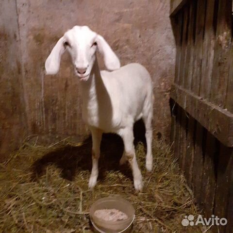 Нубийская козочка