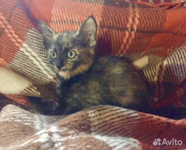 Котенок в добрые руки