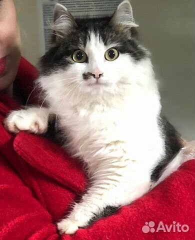 Кошечка Муля