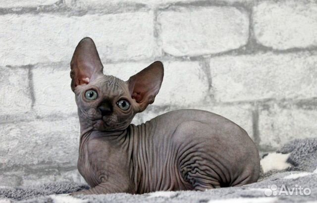 Зеленоглазое чудо