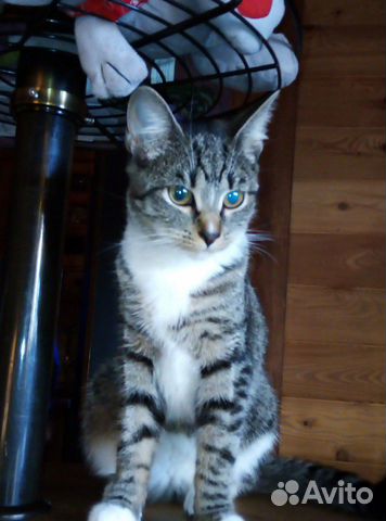 Боня ищет семью