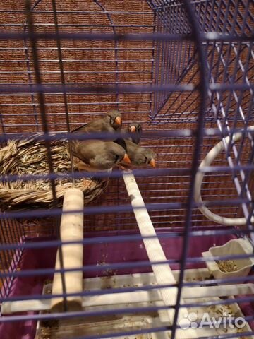 Птенцы амадин