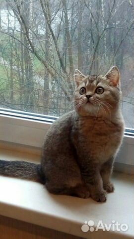 Британский котенок