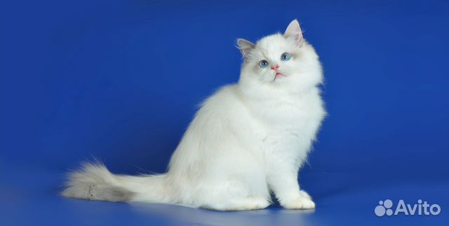 Котята редкой породы рэгдолл