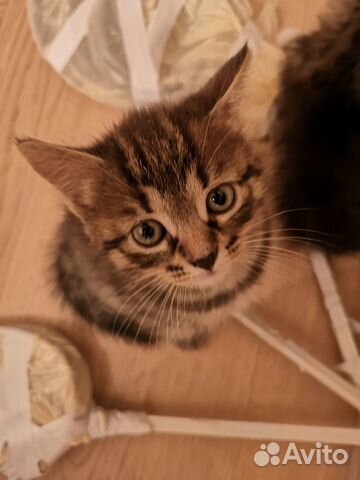Котята даром