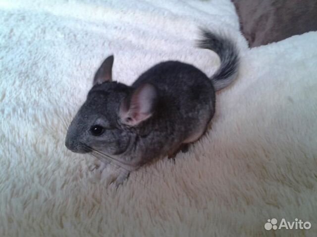 Шиншилла 3 мес