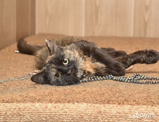 Миниатюрная,ласковая красавица-кошечка череПашечка