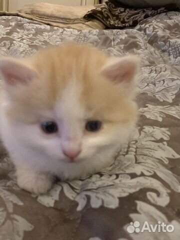 Кошечка Дуся