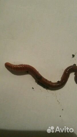 Продам калифорнийских червей для рыбалки