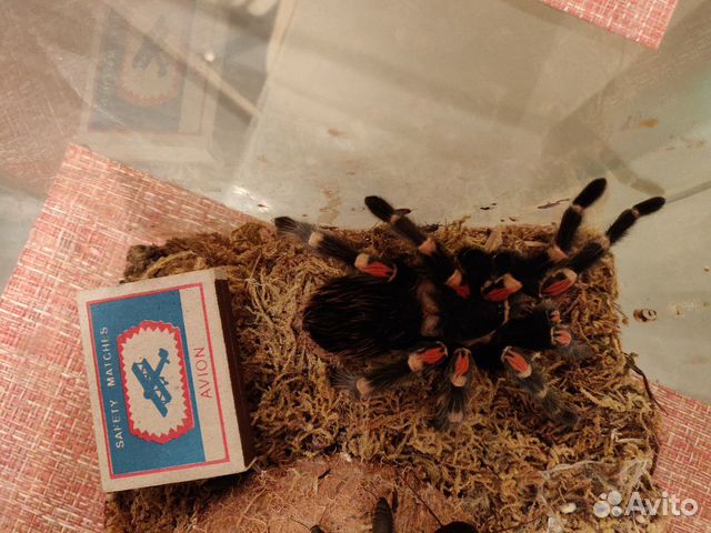 Большой паук птицеед