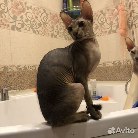 Продаётся Петербургский Сфинкс