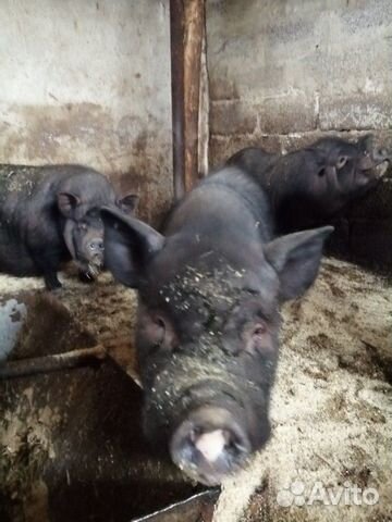 Кабан Вьетнамский вислобрюхий