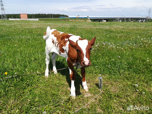 Продаю тёлочек. Порода Айрширская