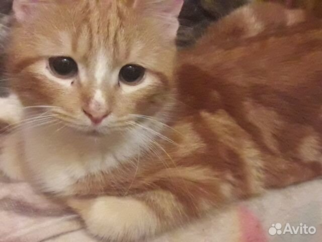 Рыжее солнышко. Ласковая девочка