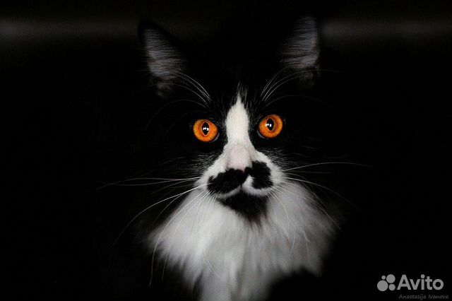 Котик курильского бобтейла