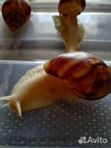 Улитки ахатины