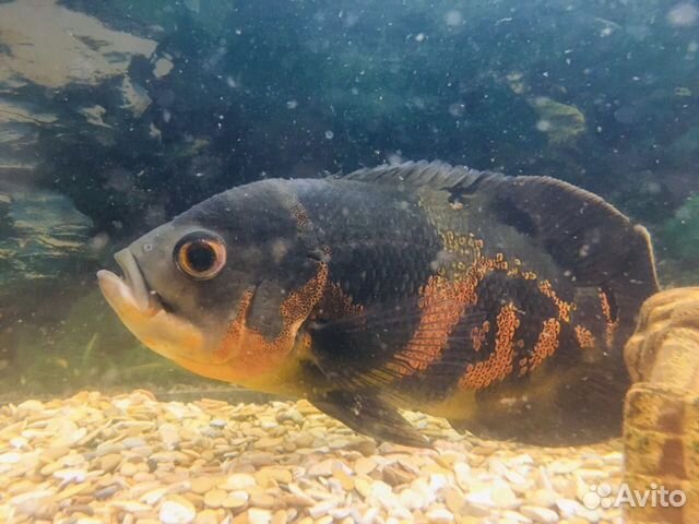 Добрый вечерПродаю рыбку глазчатый астранотус(круп