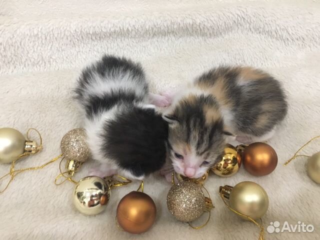 Котята