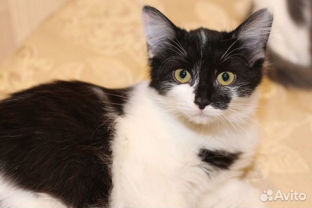 Котенок Полина в добрые руки