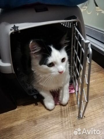 Кот в добрые и заботливые руки