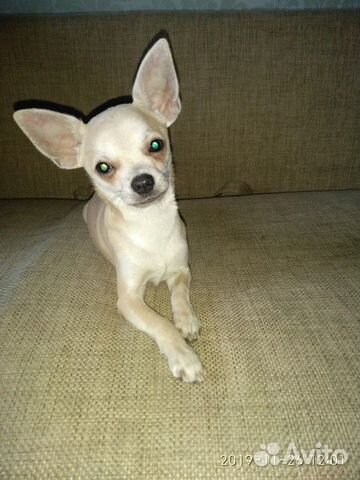 Чихуахуа мальчик