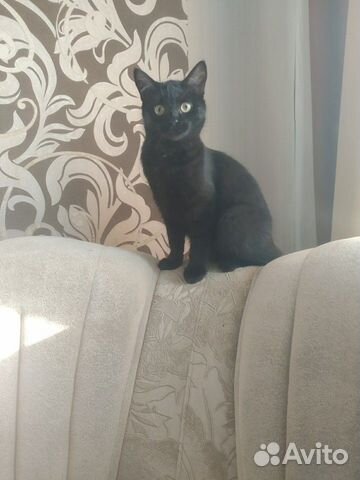 Полубританская кошка