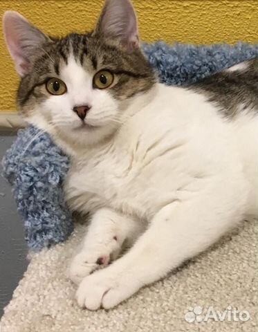 Ласковая стерильная кошечка-подросток в дар 6 мес