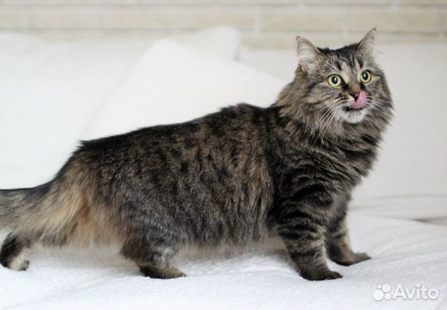 Кошка Бася ищет дом