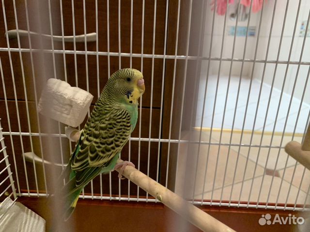 Отдам волнистого попугайчика мальчика