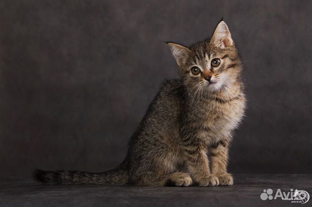 Котенок Эльза