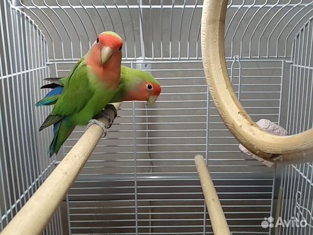 Погугайчики- неразлучники 2 шт с клеткой.и кормом