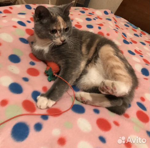 Кошечка Шелли